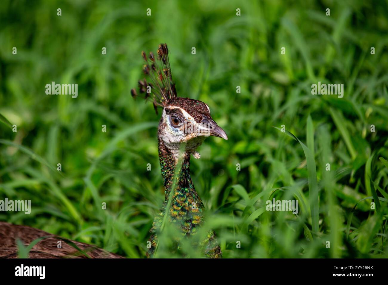 Female Indian peafowl, an omnivore eating seeds, insects, and fruits ...