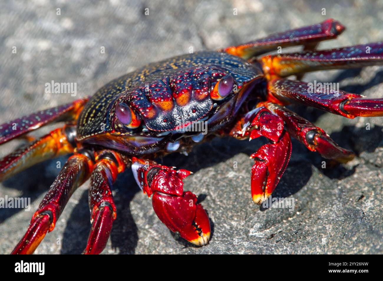 Fauna de canaria hi-res stock photography and images - Alamy