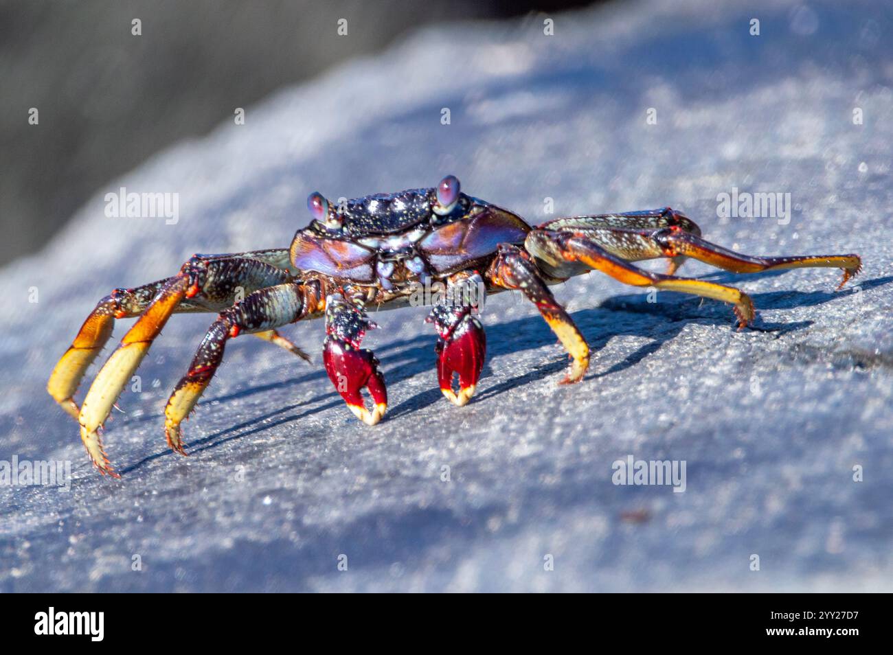 Fauna de canaria hi-res stock photography and images - Alamy