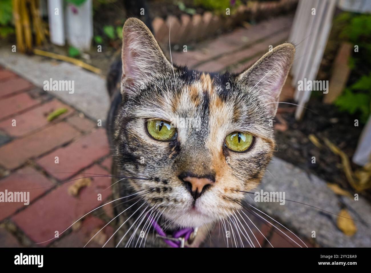 Portrait tabby cat close hi-res stock photography and images - Alamy