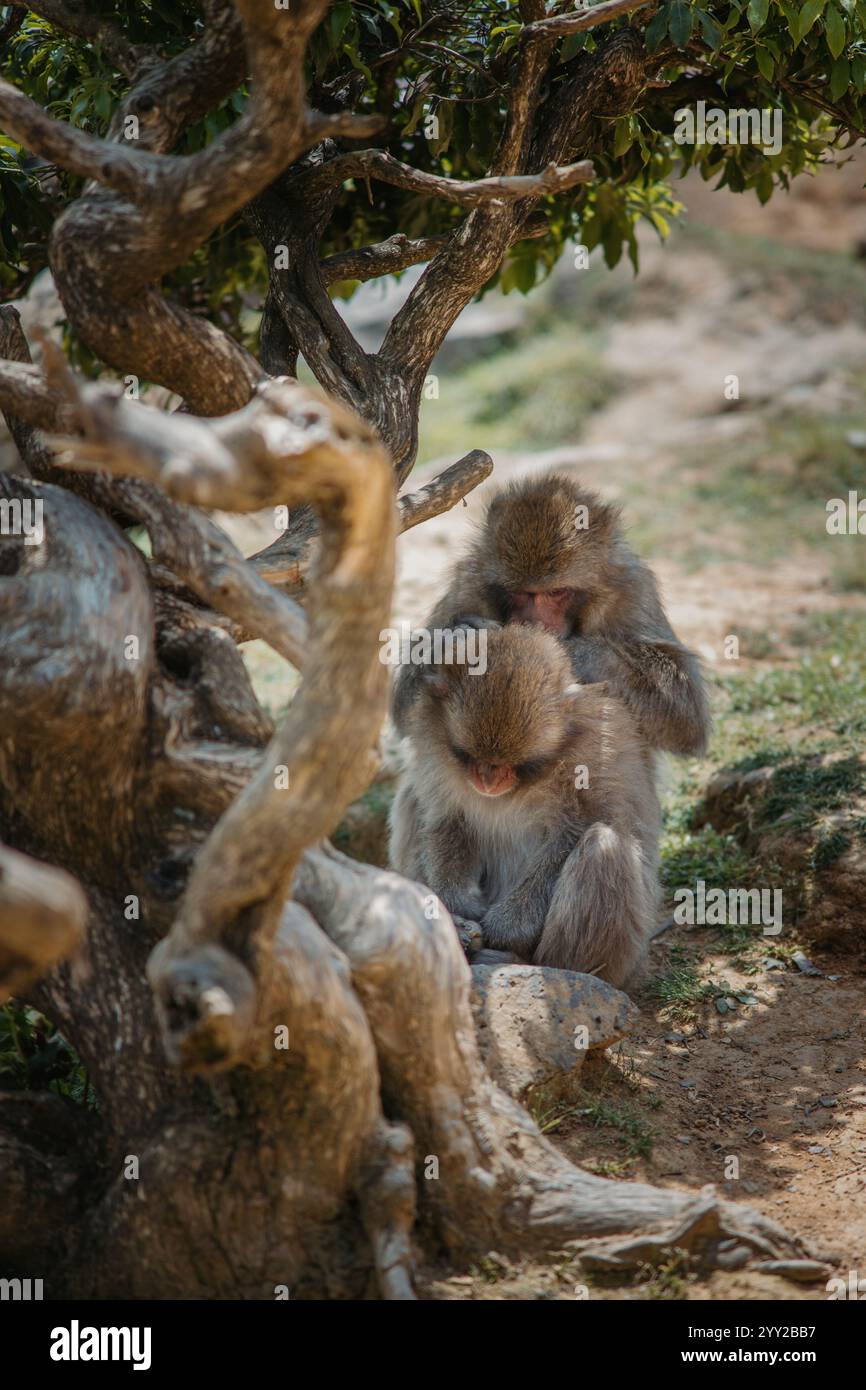 Japanese macaques under tree grooming together in national park in ...