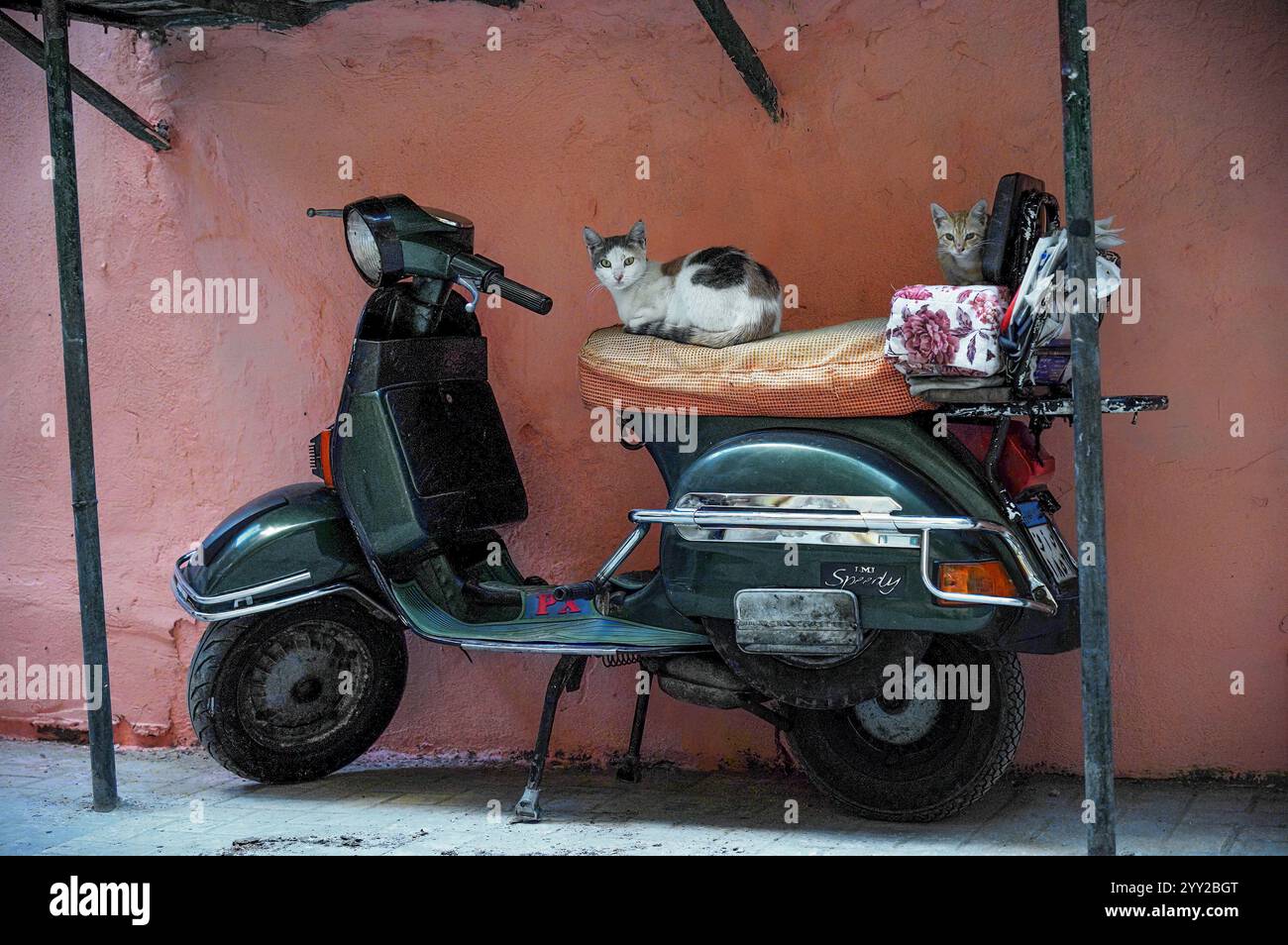 Two cats lounging on a parked scooter in Alexandria, Egypt, against a ...