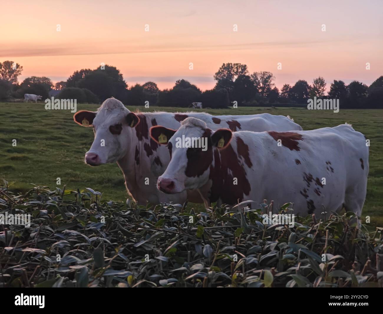 Aerial view grazing cows sunset hi-res stock photography and images - Alamy