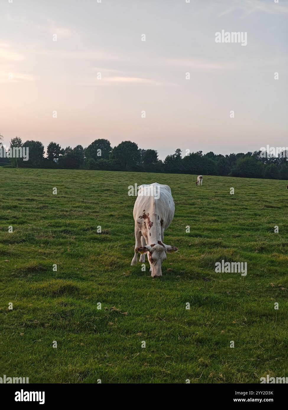 Aerial view grazing cows sunset hi-res stock photography and images - Alamy