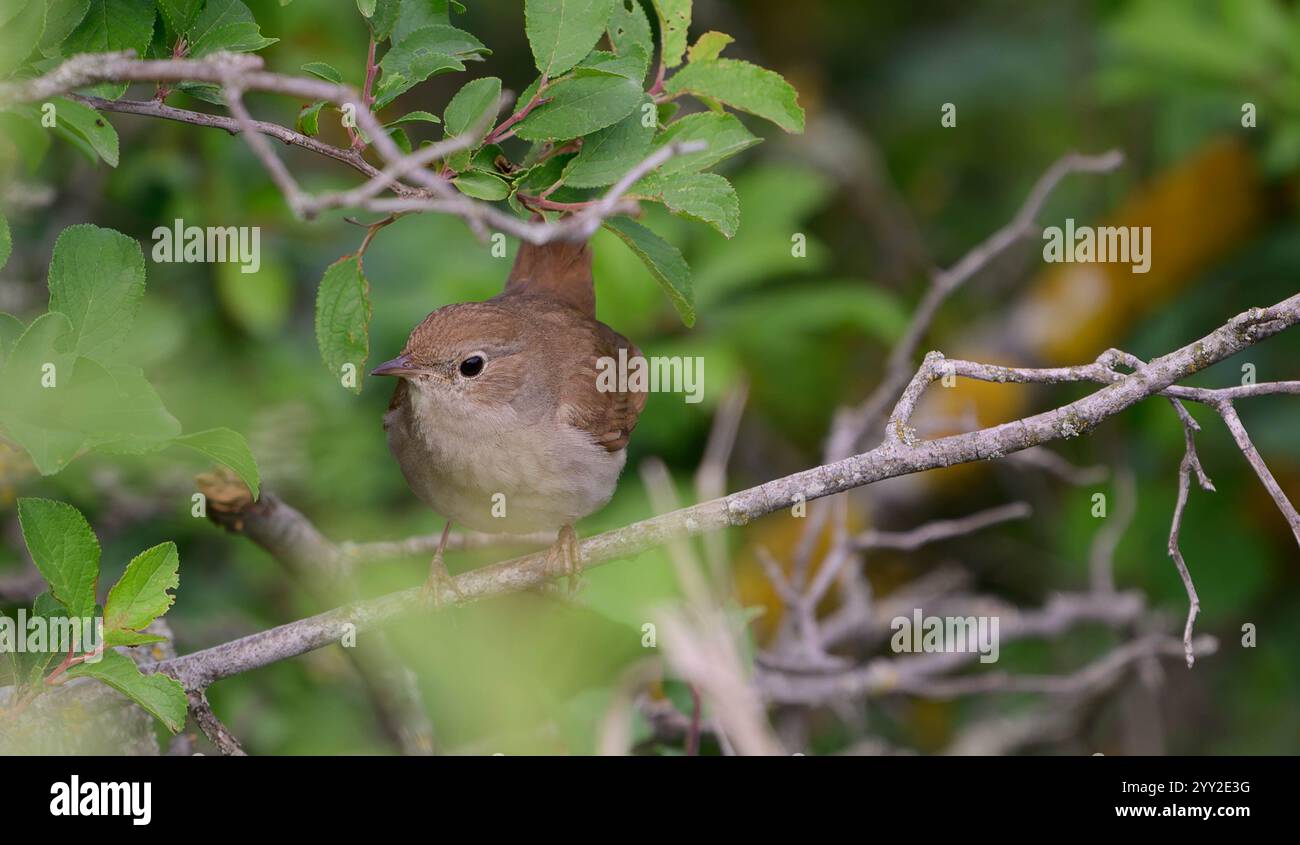 Nightingale singing close up hi-res stock photography and images - Alamy