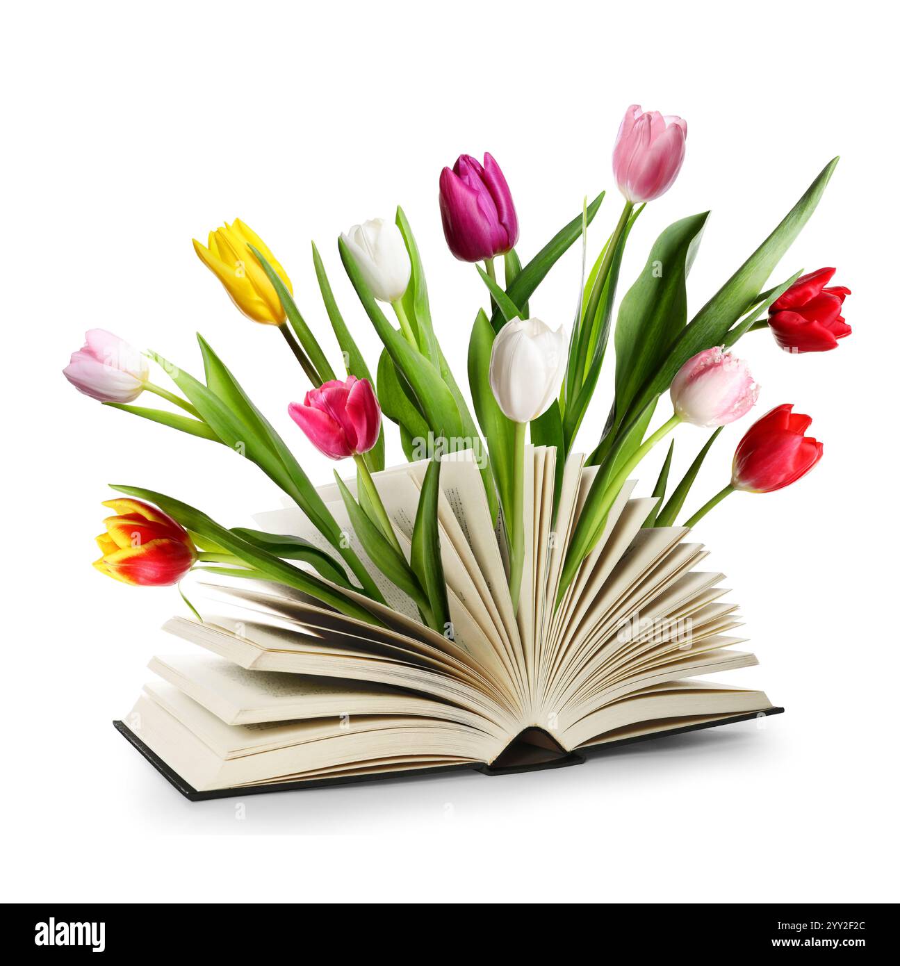 Open book with beautiful flowers between pages on white background ...