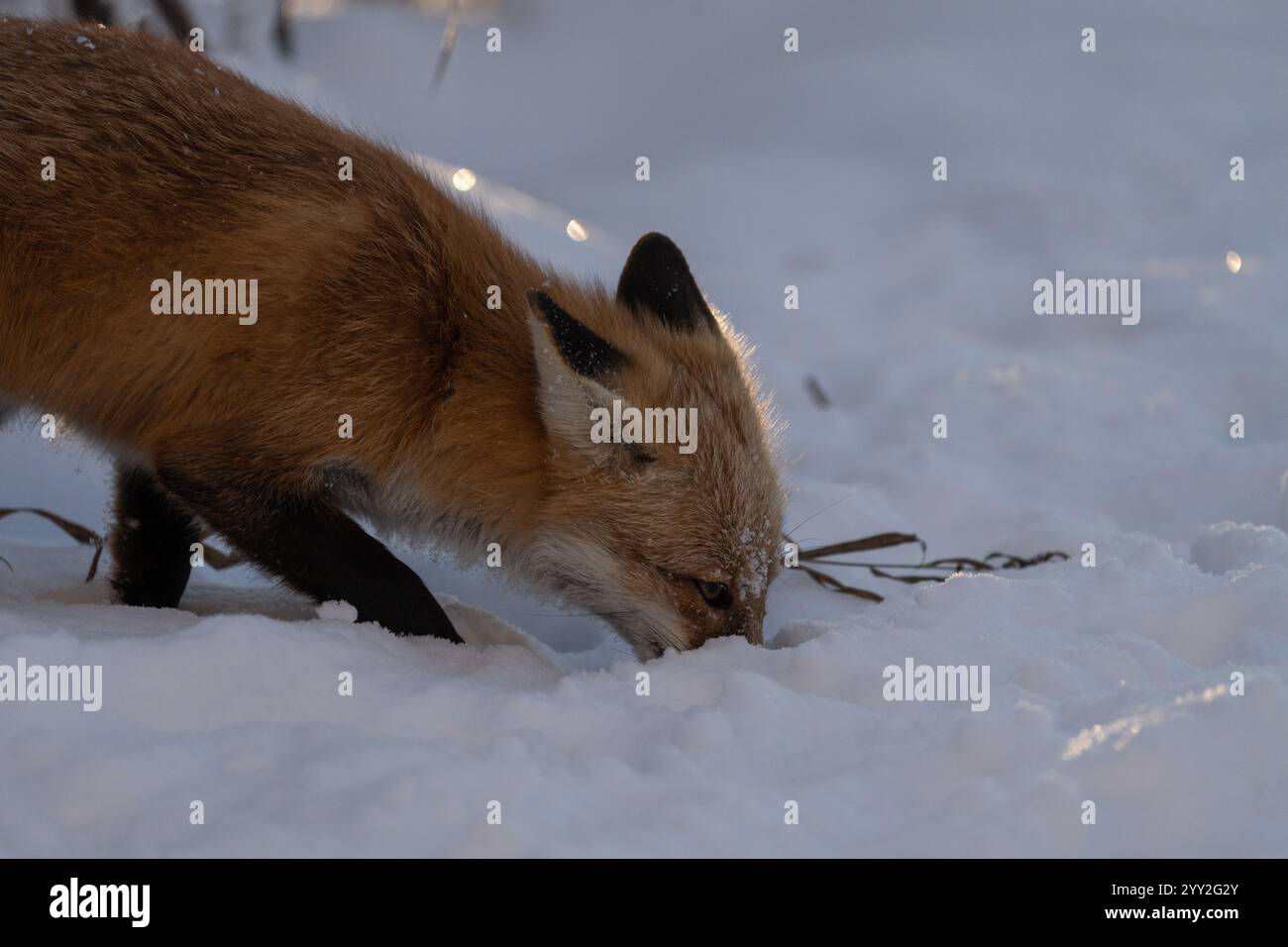 Cute red fox with its nose buried in snow Stock Photo - Alamy