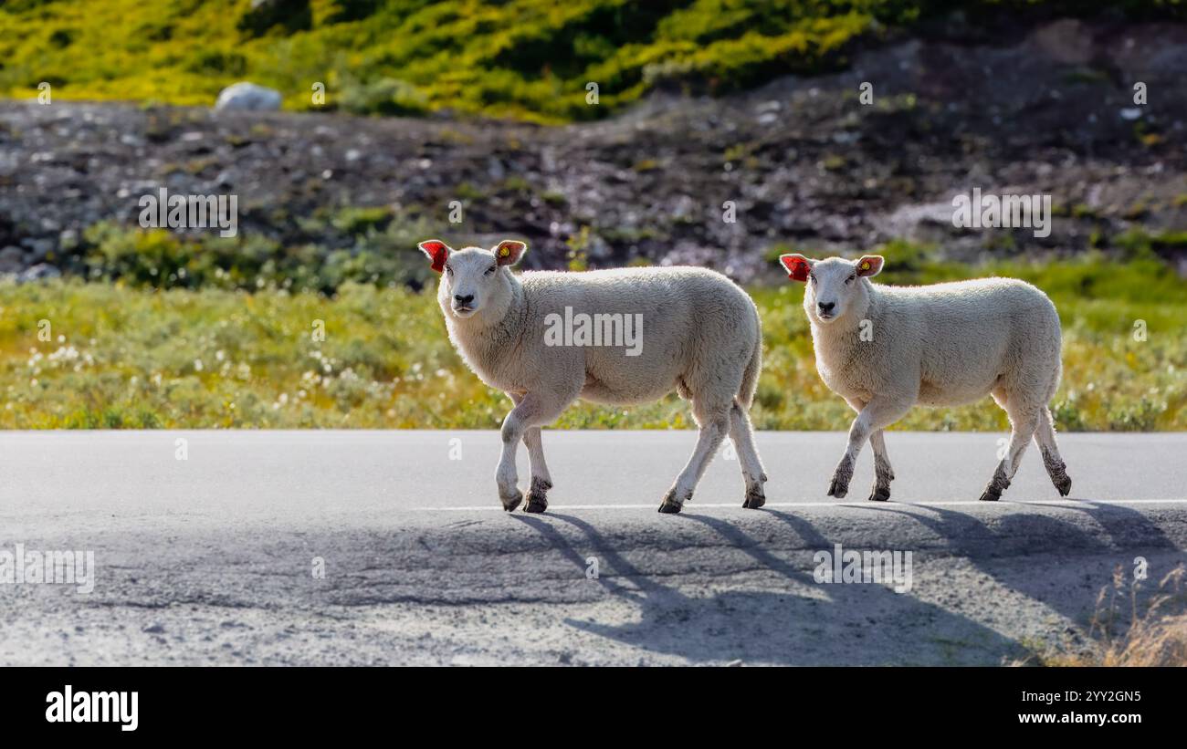 Two white sheep standing on a road in a rural landscape, surrounded by green fields and rocky ...