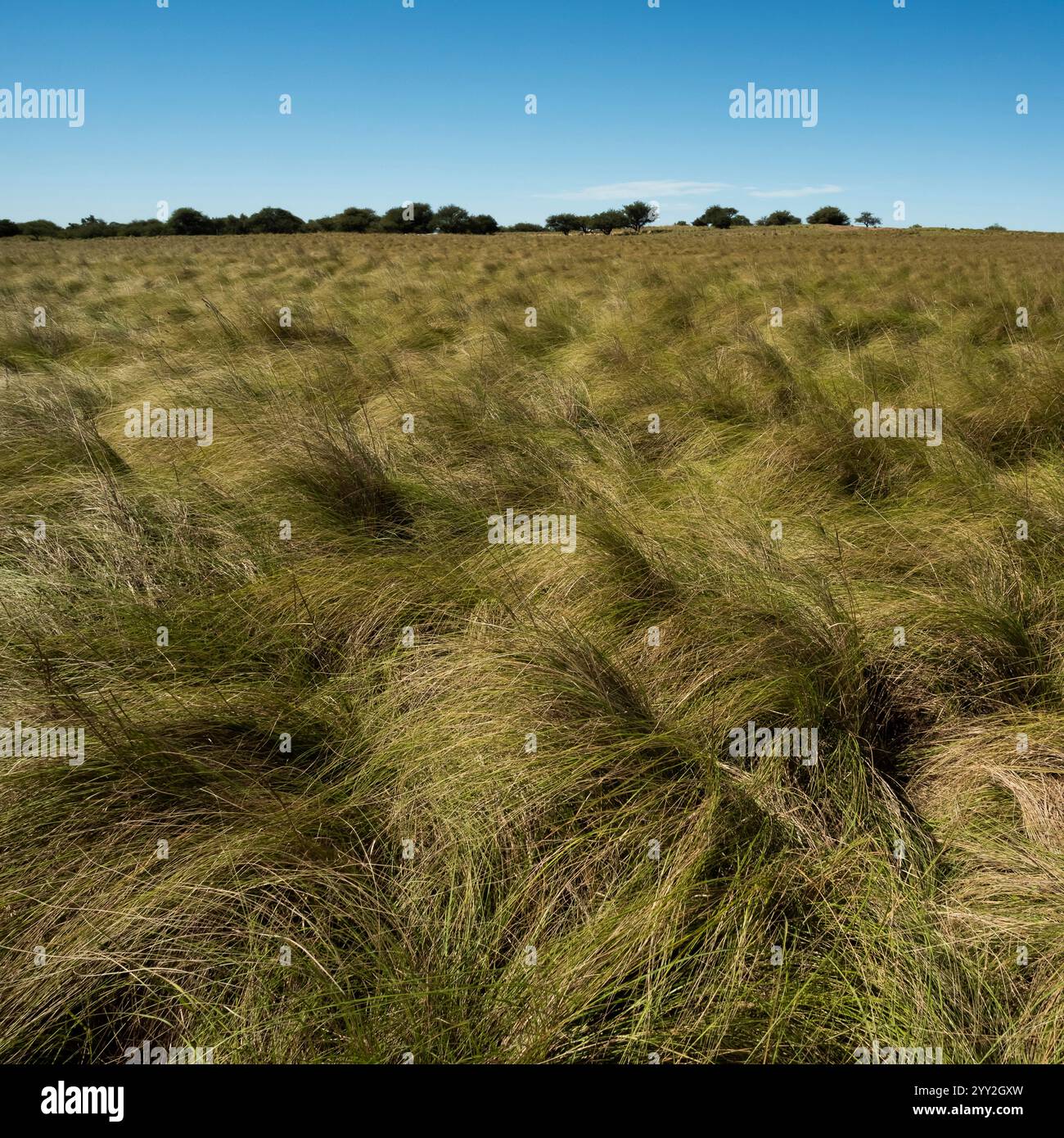 Pampas grass landscape, La Pampa province, Patagonia, Argentina Stock ...