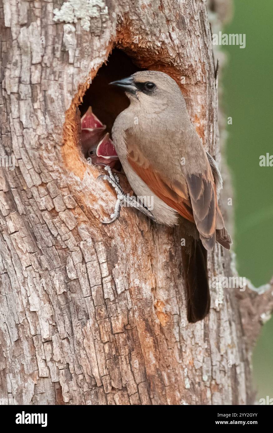 Bay winged Cowbird nesting, in Calden forest environment, La Pampa ...