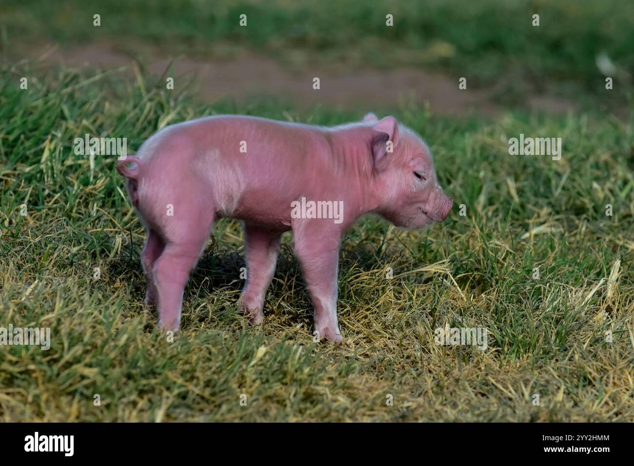 Piglet newborn baby, in farm landscape Stock Photo - Alamy