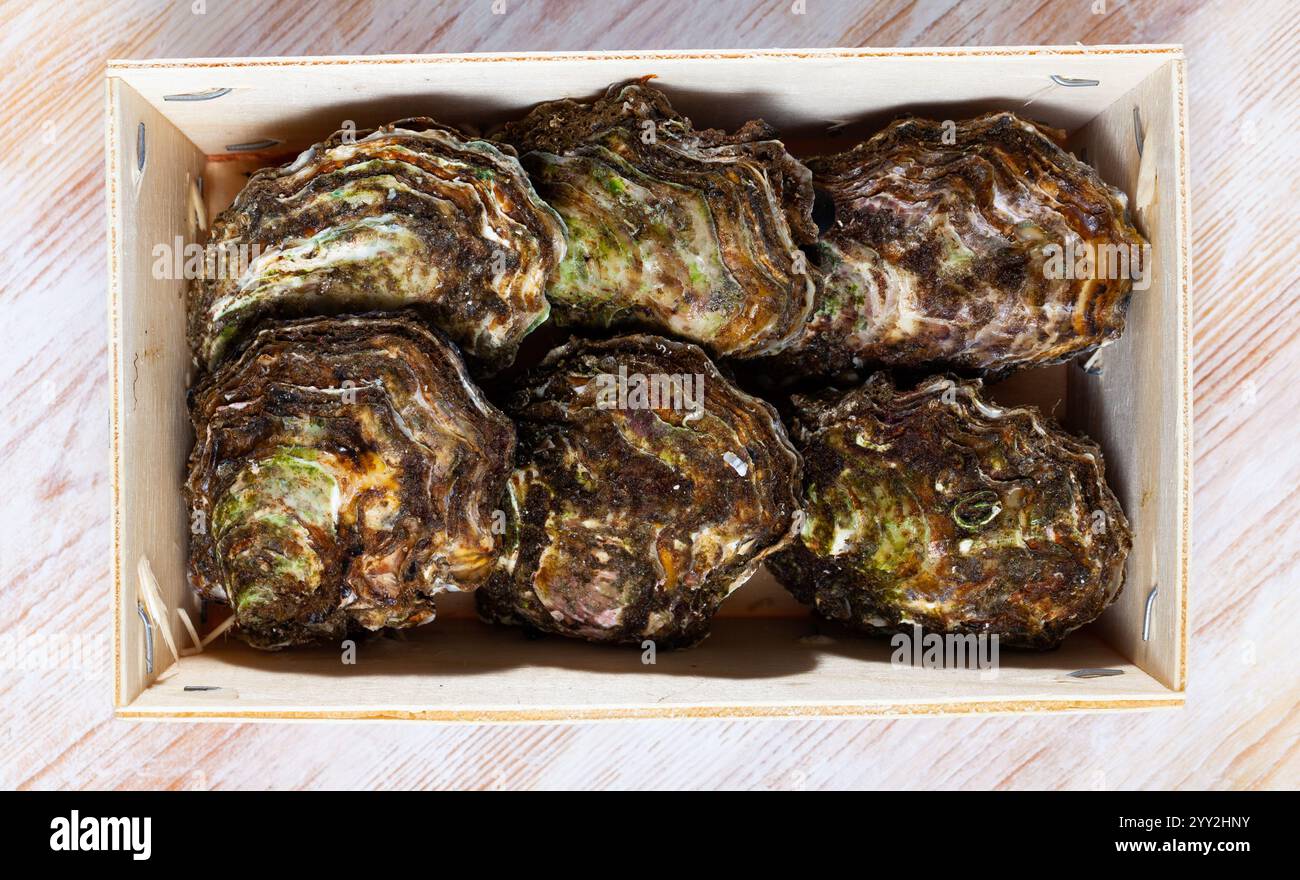 Oysters in box Stock Photo - Alamy