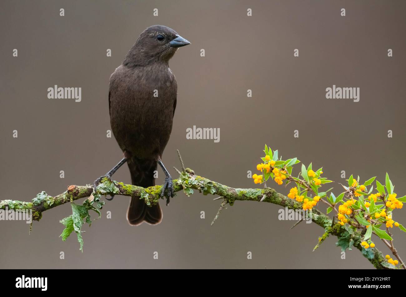 Bay winged Cowbird nesting, in Calden forest environment, La Pampa ...