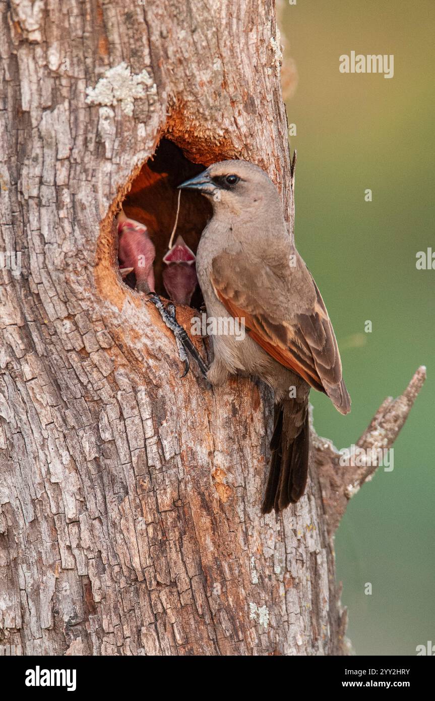 Bay winged Cowbird nesting, in Calden forest environment, La Pampa ...