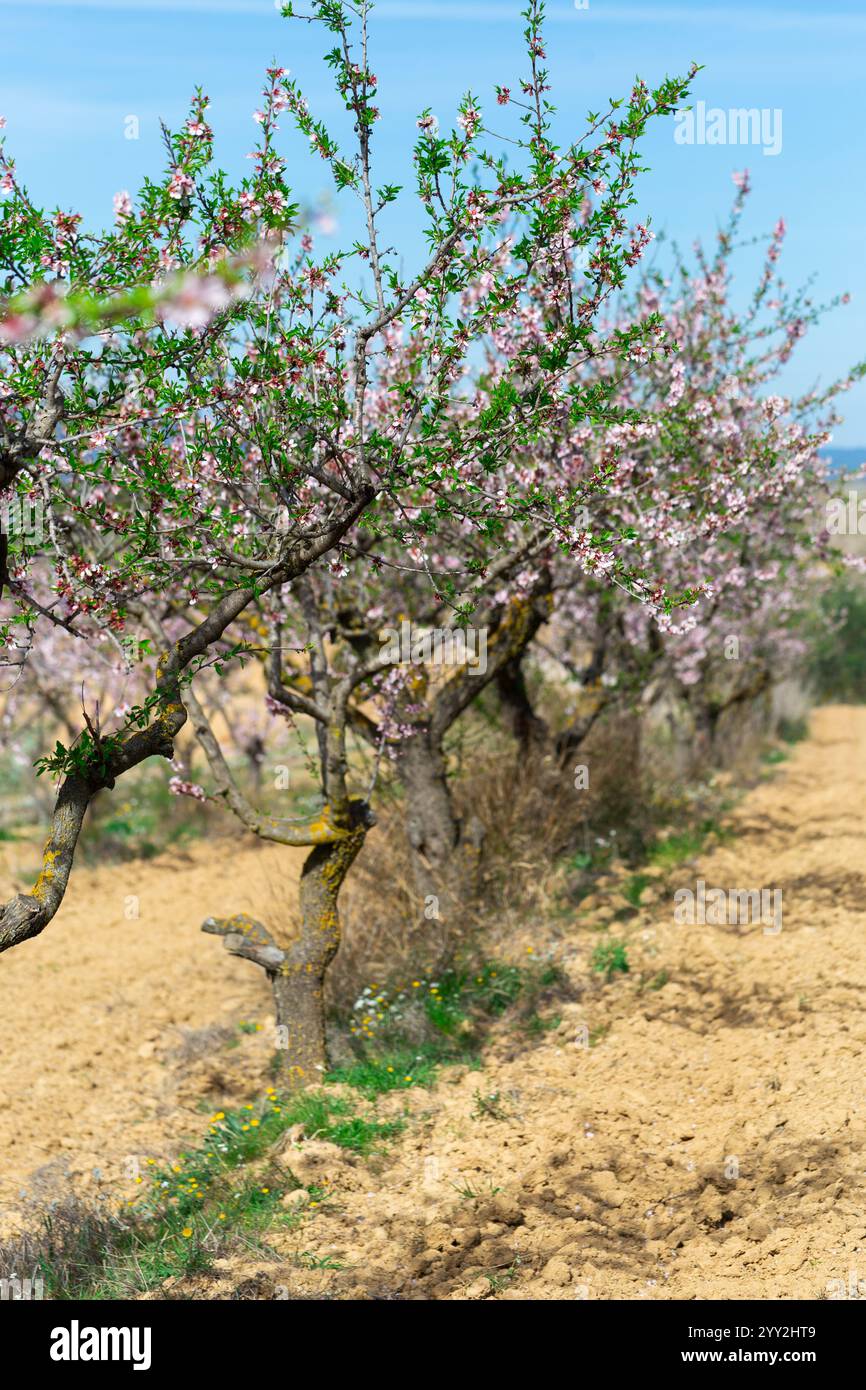 Young almond tree plantation hi-res stock photography and images - Alamy