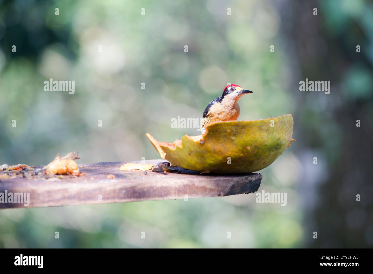 Colourful small birds hi-res stock photography and images - Alamy