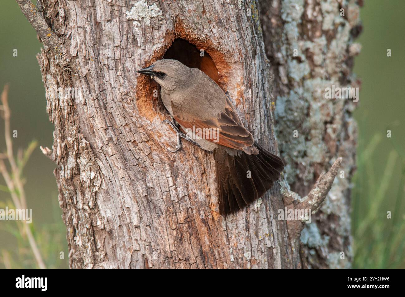 Bay winged Cowbird nesting, in Calden forest environment, La Pampa ...