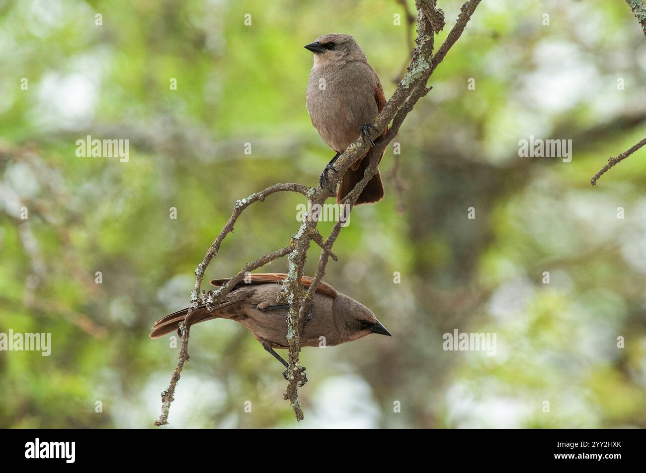 Bay winged Cowbird nesting, in Calden forest environment, La Pampa ...