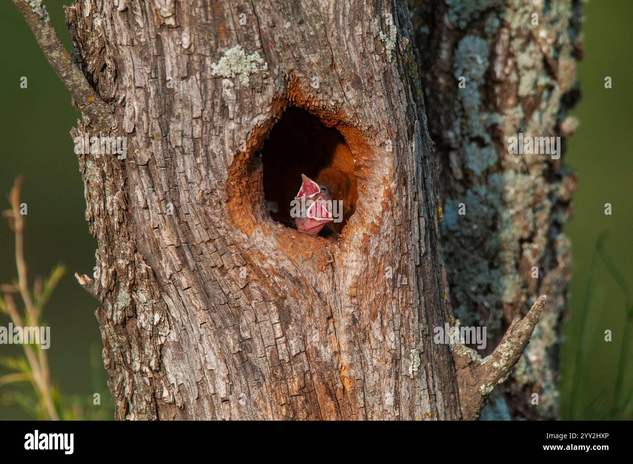 Bay winged Cowbird nesting, in Calden forest environment, La Pampa ...