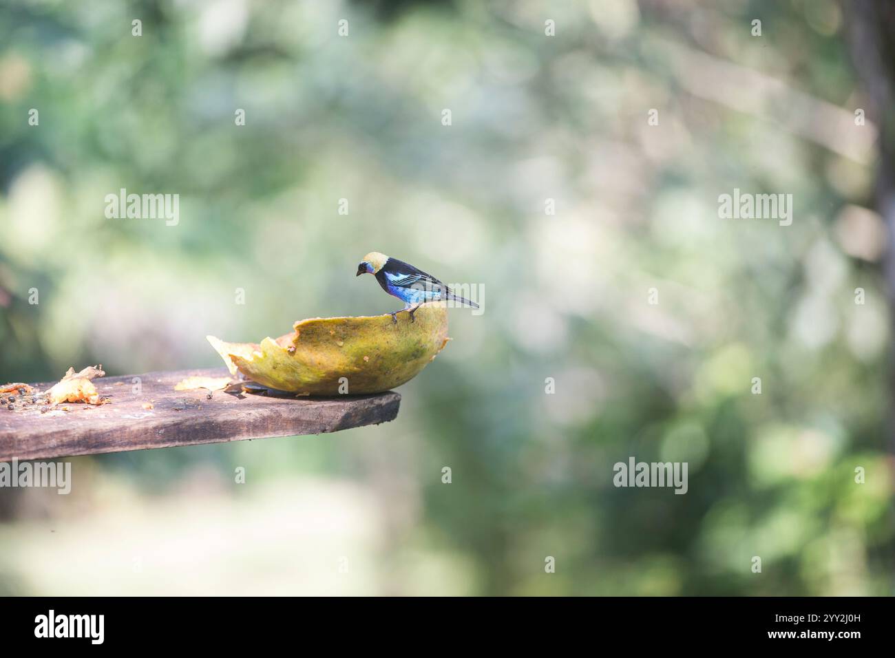 Costa rica small bird hi-res stock photography and images - Alamy