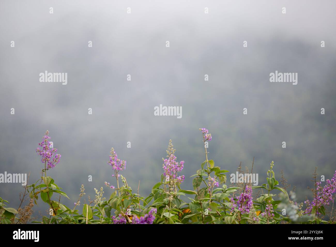 Landscape mountains flower foreground hi-res stock photography and ...