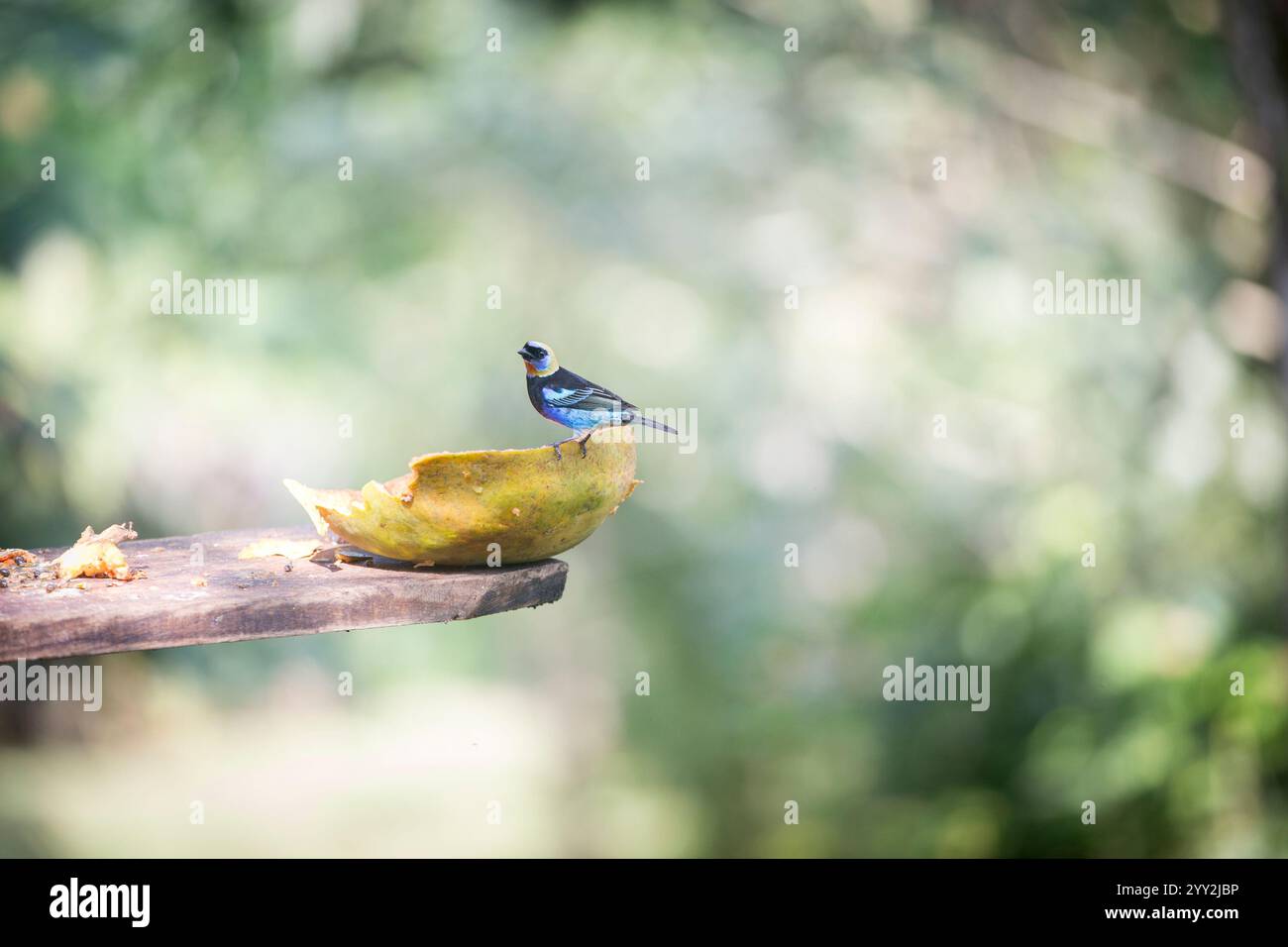 Perche3d bird hi-res stock photography and images - Alamy