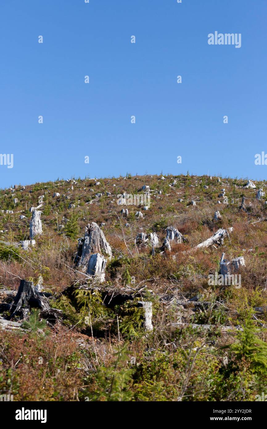 A clear cut of trees with a view Stock Photo - Alamy