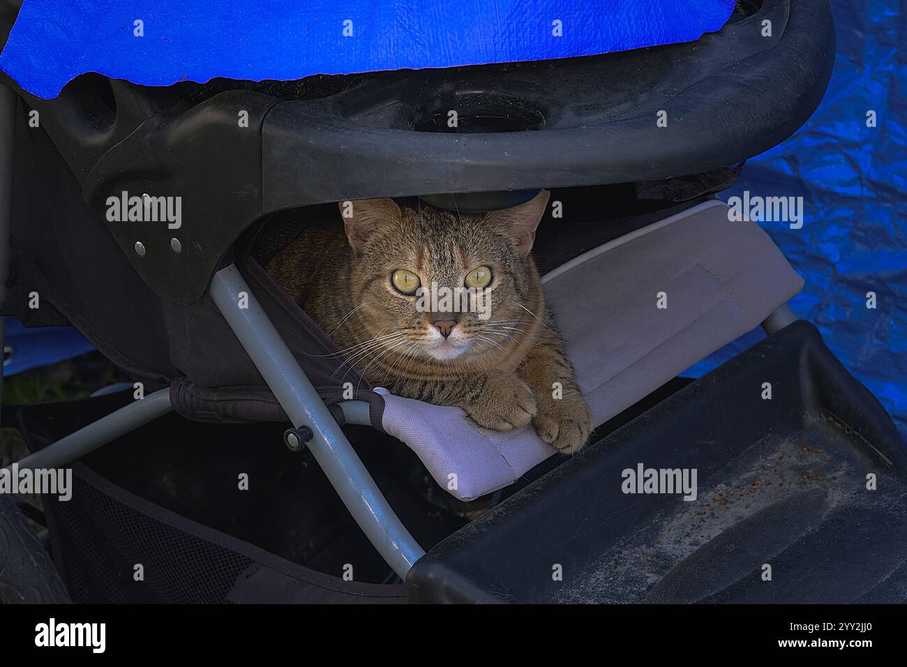 A curious cat peeking out from a baby stroller, its bright eyes ...
