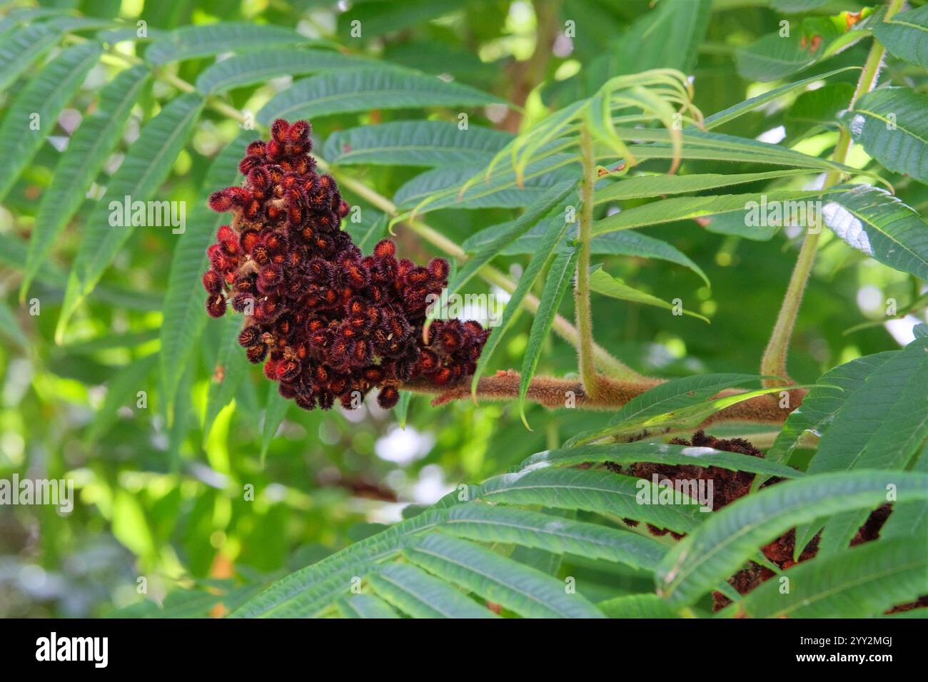 Rhus typhina in gardening. Tropical tree is blooming. Cottage garden ...