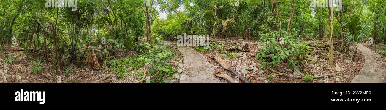 Vibrant pathway through jungle hi-res stock photography and images - Alamy