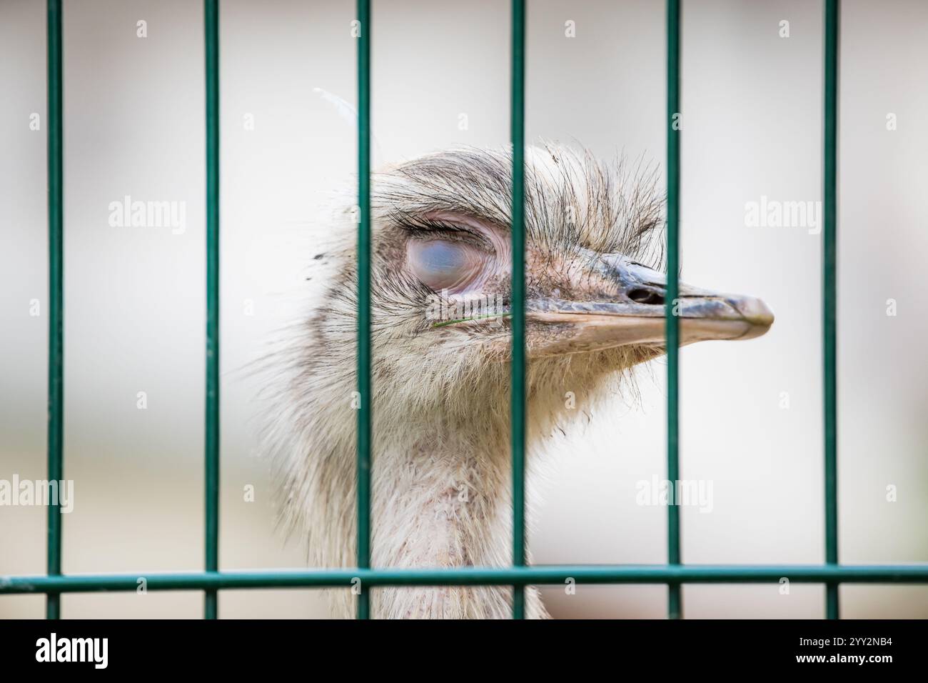 Big bird Emu with blue eyes behind fence living in captivity Stock ...