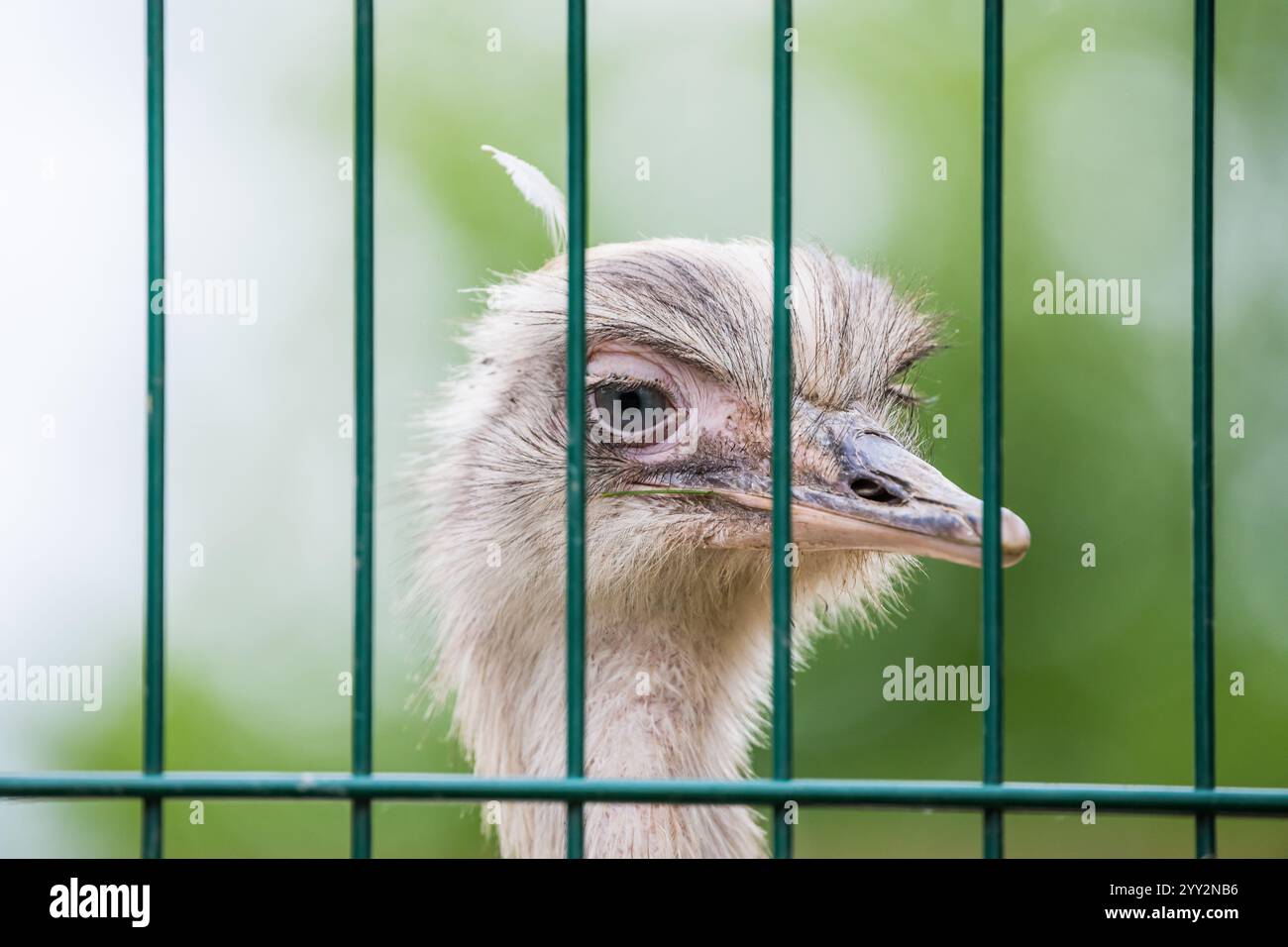 Big bird Emu with blue eyes behind fence living in captivity Stock ...