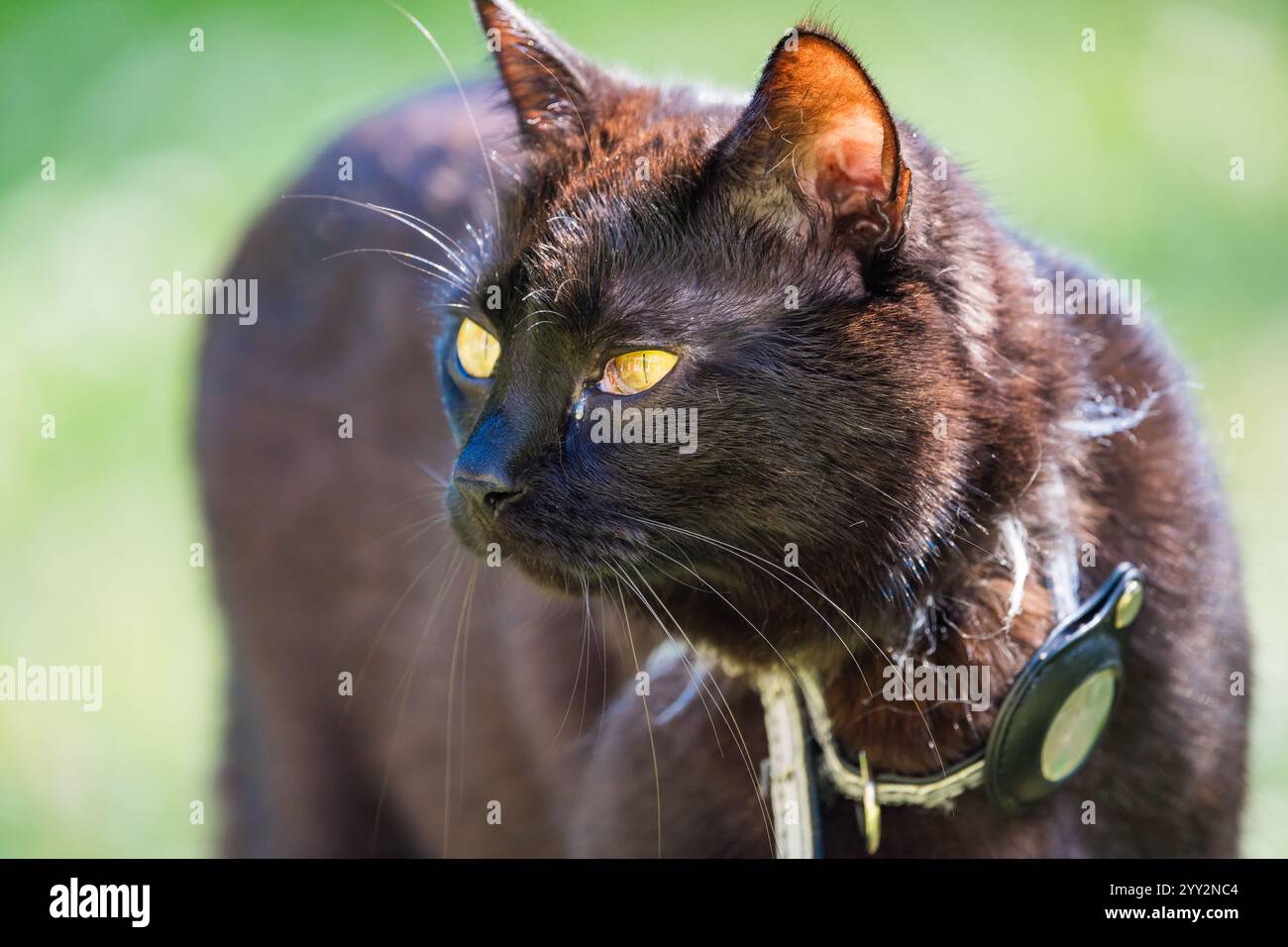 Black cat on leash with irritated eye Stock Photo - Alamy