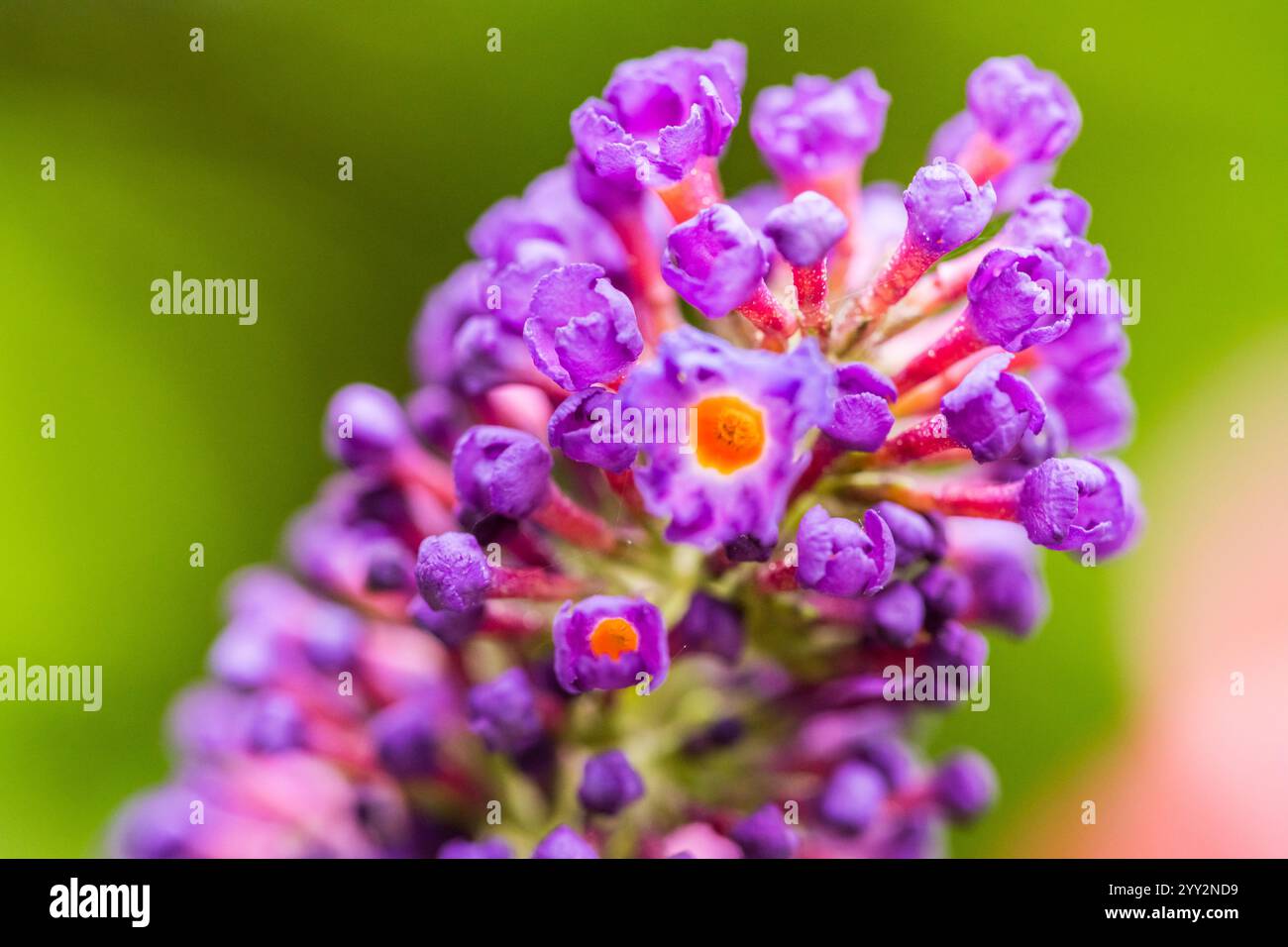 Violett colour of Buddleja davidii - butterly bush in flower Stock ...