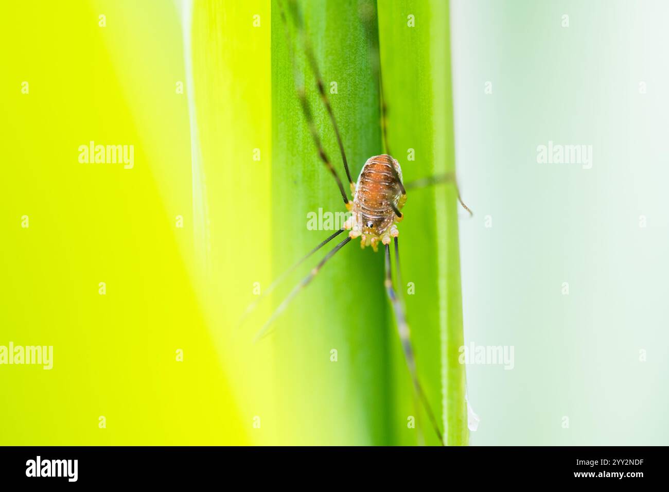 Opiliones daddy long legs hi-res stock photography and images - Alamy