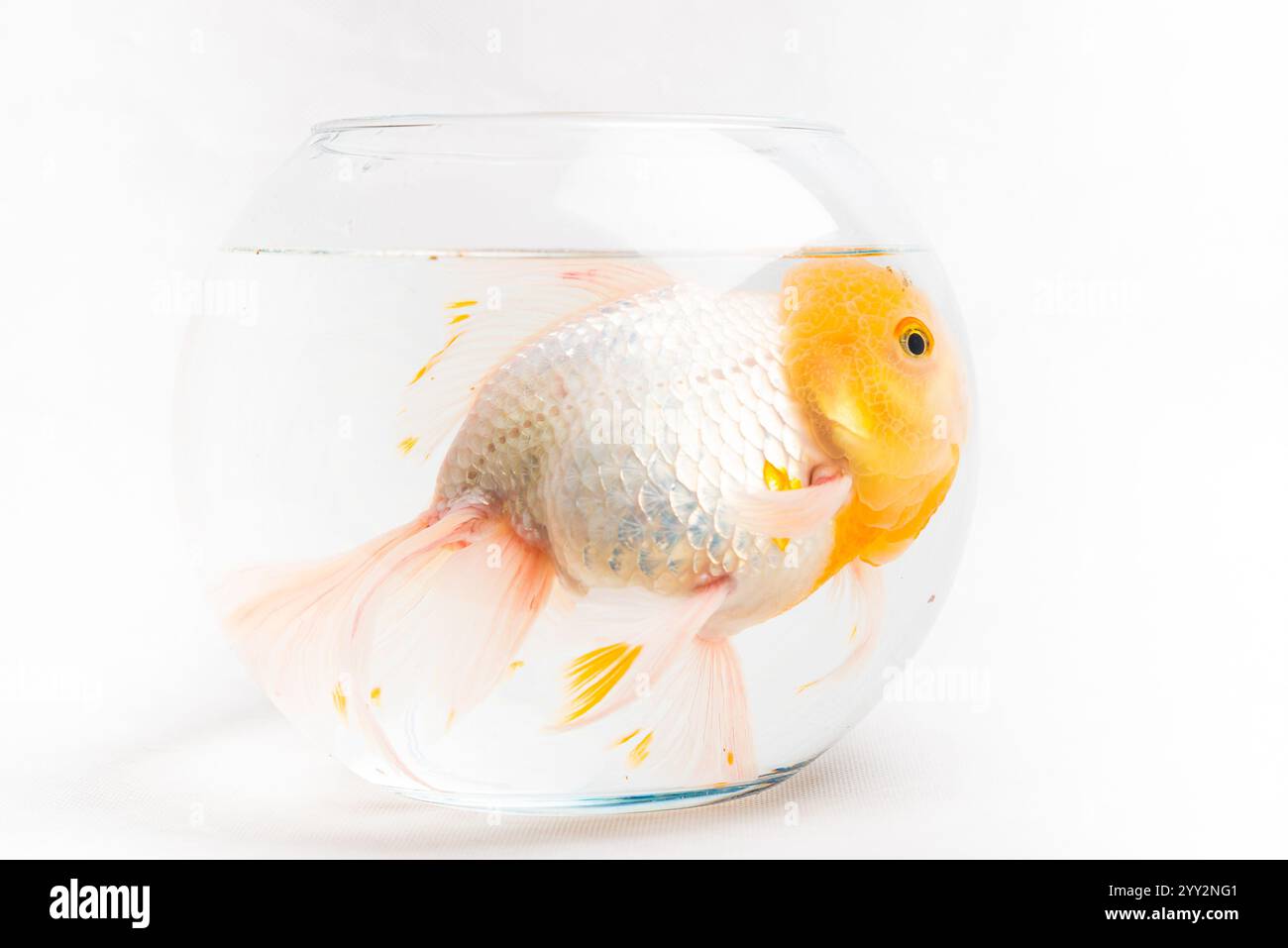 Big sad silver goldfish with orange head in too small rounded fish tank ...