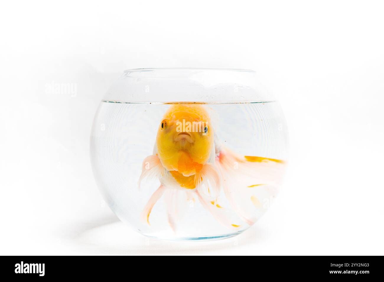 Big sad silver goldfish with orange head in too small rounded fish tank ...