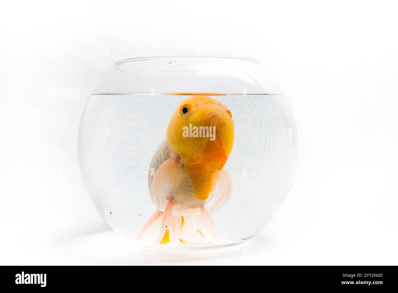 Big sad silver goldfish with orange head in too small rounded fish tank ...