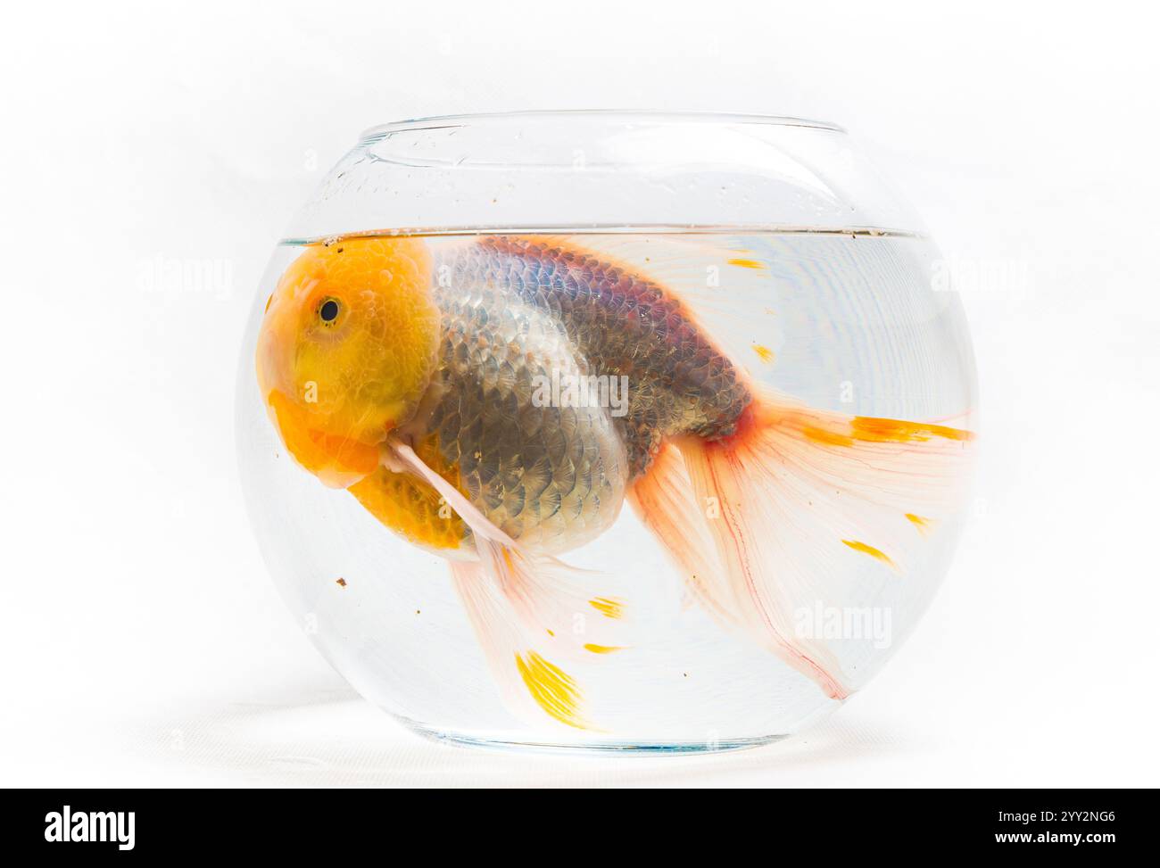 Big sad silver goldfish with orange head in too small rounded fish tank ...