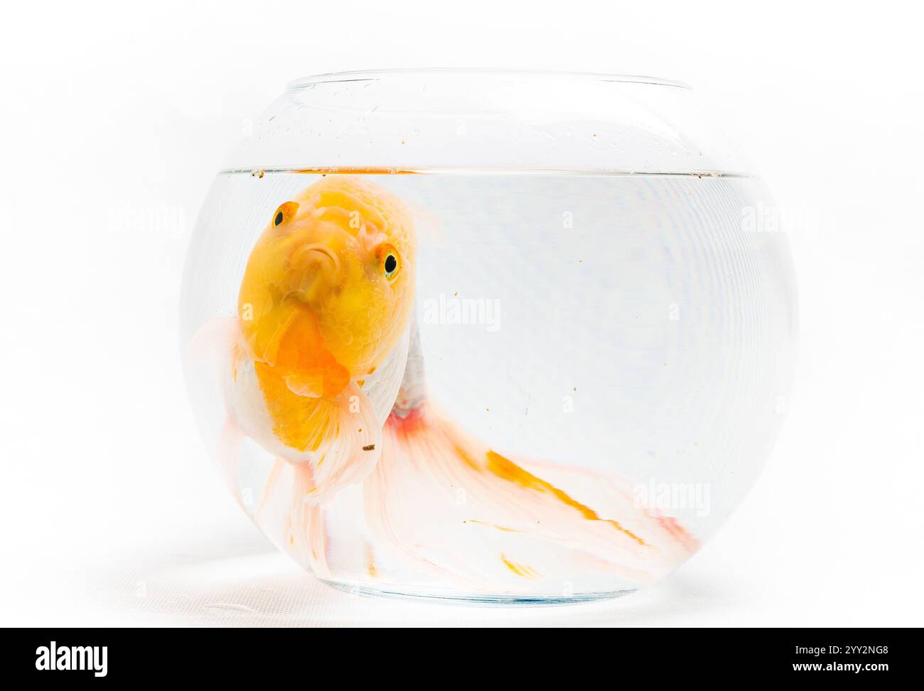 Big sad silver goldfish with orange head in too small rounded fish tank ...
