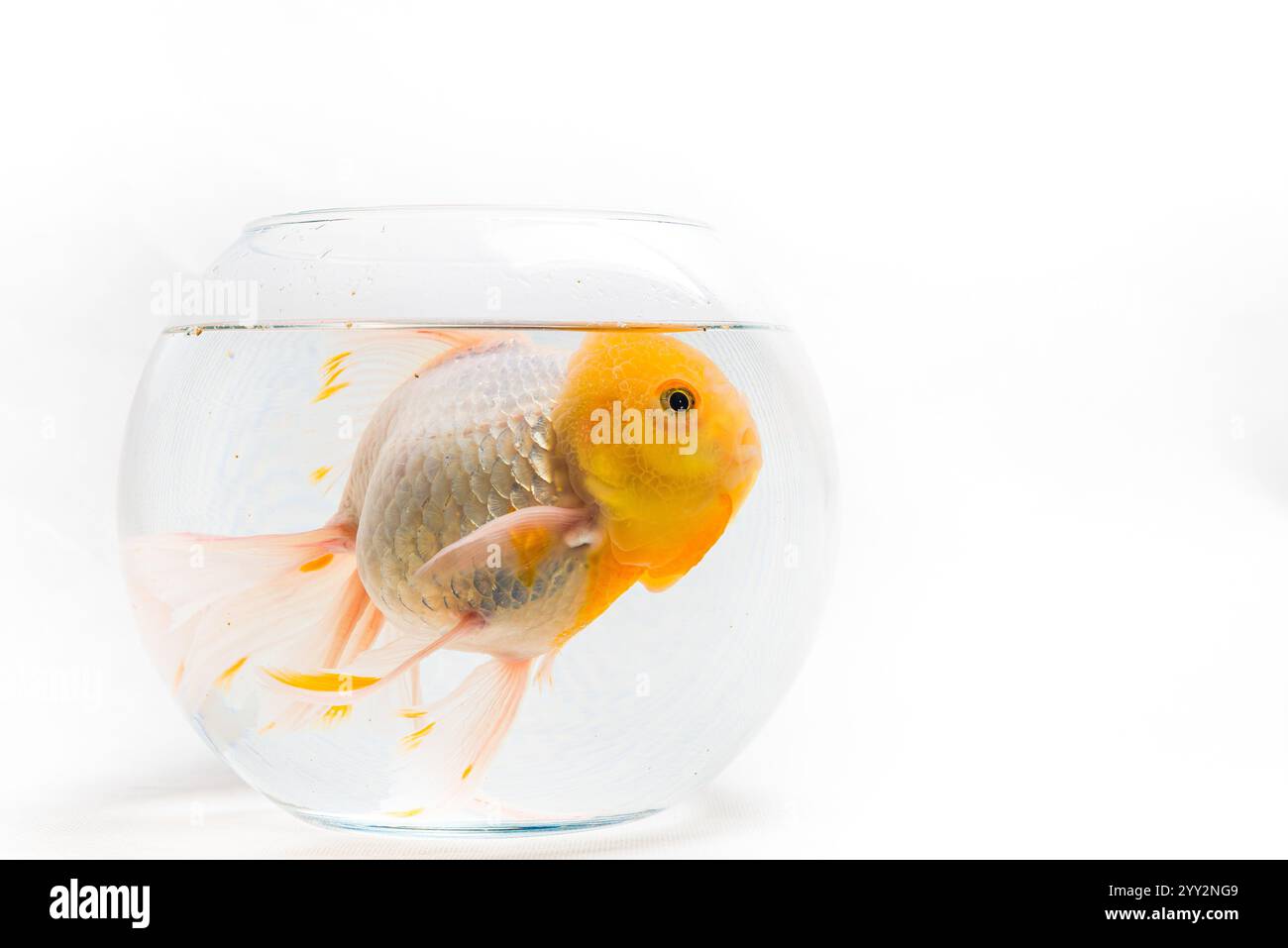 Big sad silver goldfish with orange head in too small rounded fish tank ...
