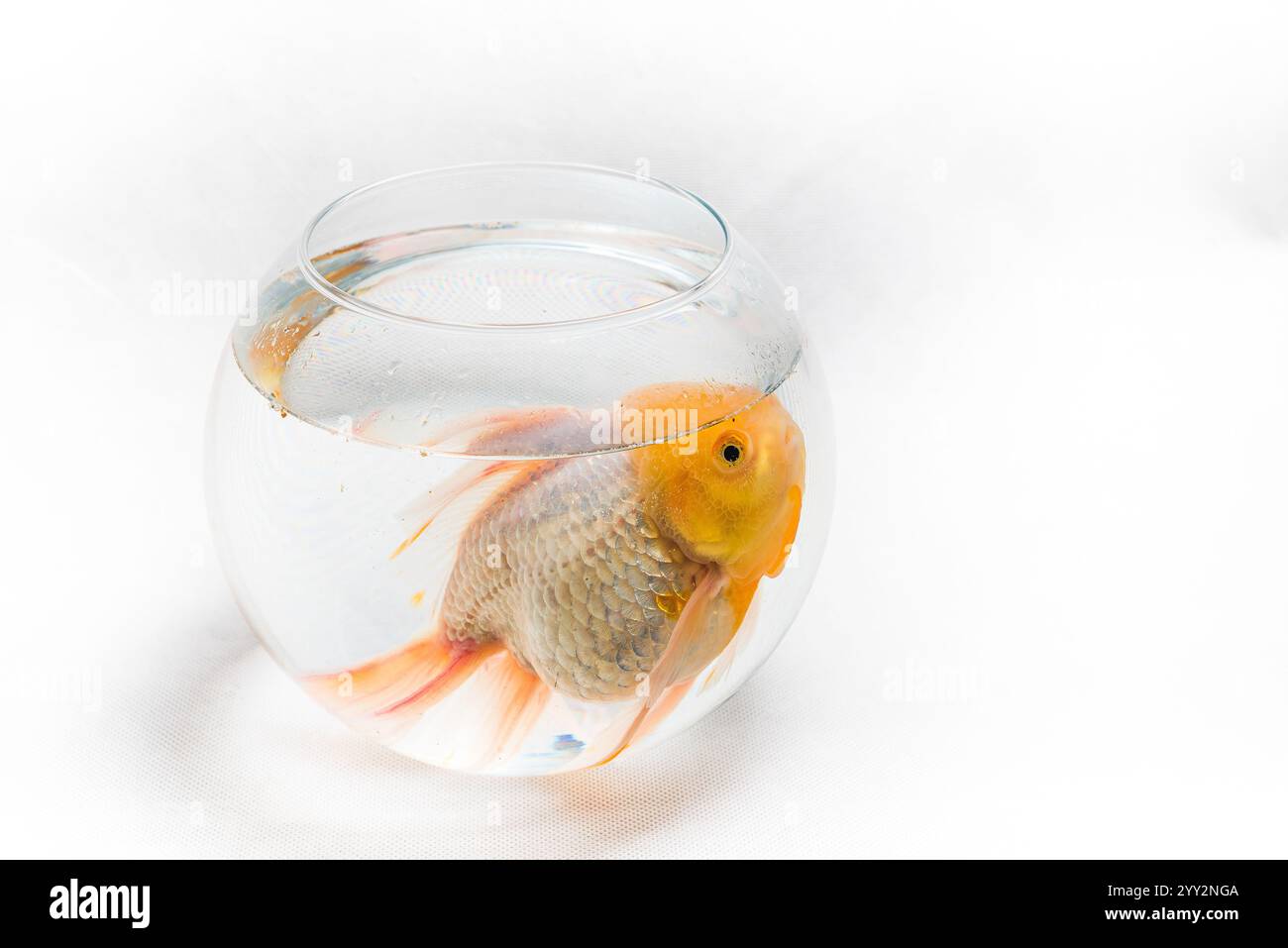 Big sad silver goldfish with orange head in too small rounded fish tank ...