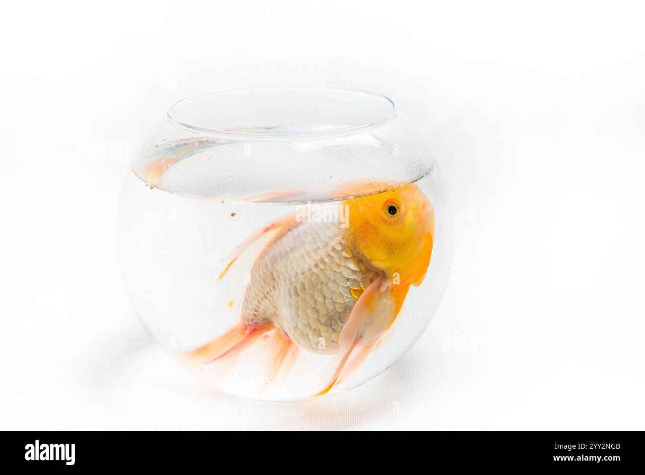 Big sad silver goldfish with orange head in too small rounded fish tank ...