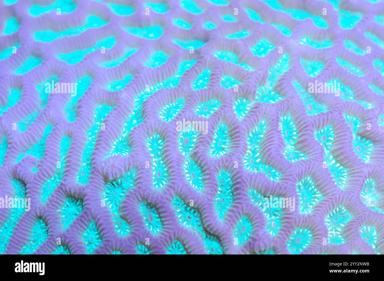 Turquoise Closed Brain Coral - Favites spp Stock Photo - Alamy