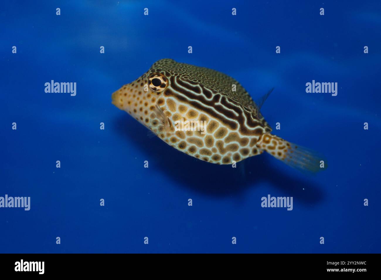 Scribbled Boxfish, Reticulate Boxfish (Ostracion solorensis Stock Photo - Alamy