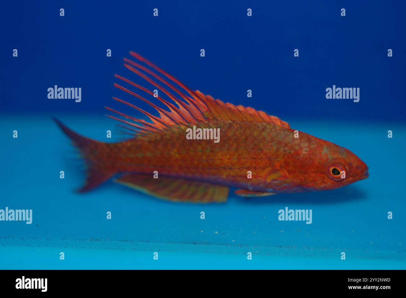 Blue Flasher Wrasse (Paracheilinus cyaneus Stock Photo - Alamy