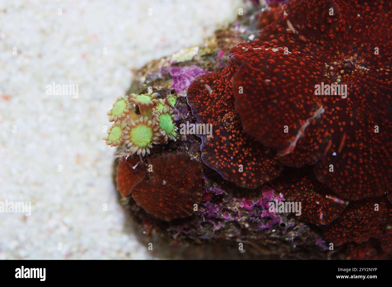 Red Spotted Red Mushroom Rock with Green Flower Pot Coral, Actinodiscus ...