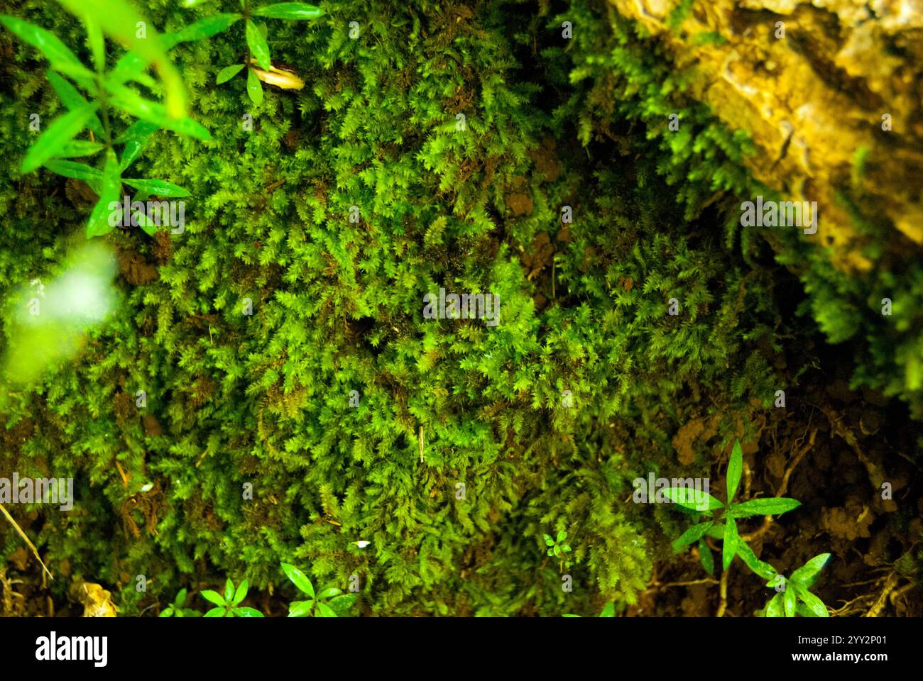 Environment hawaii hi-res stock photography and images - Alamy
