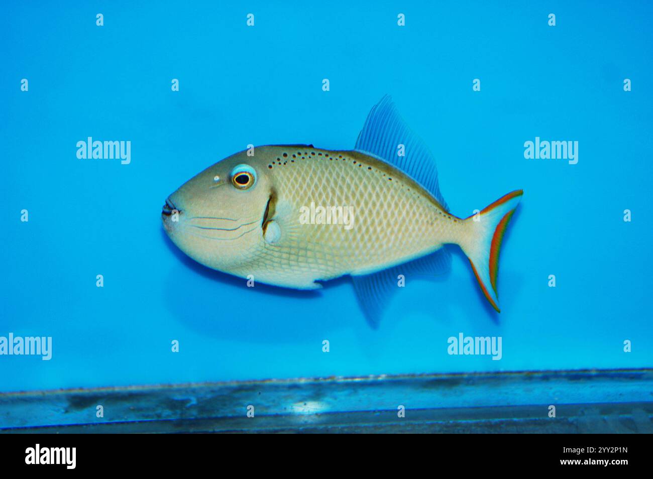 Kiribati crosshatch triggerfish hi-res stock photography and images - Alamy
