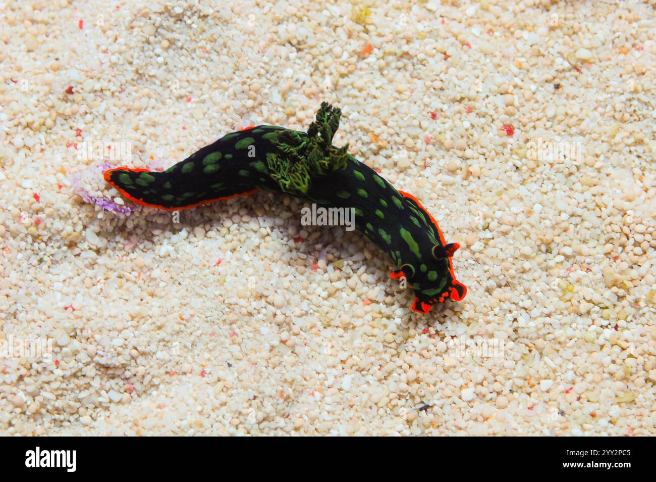 Cristate Neon Slug, Nembrotha cristata Stock Photo - Alamy